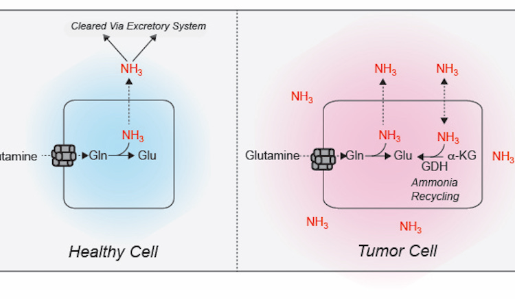 Haigis lab reveals metabolic recycling is a crucial source of breast ...